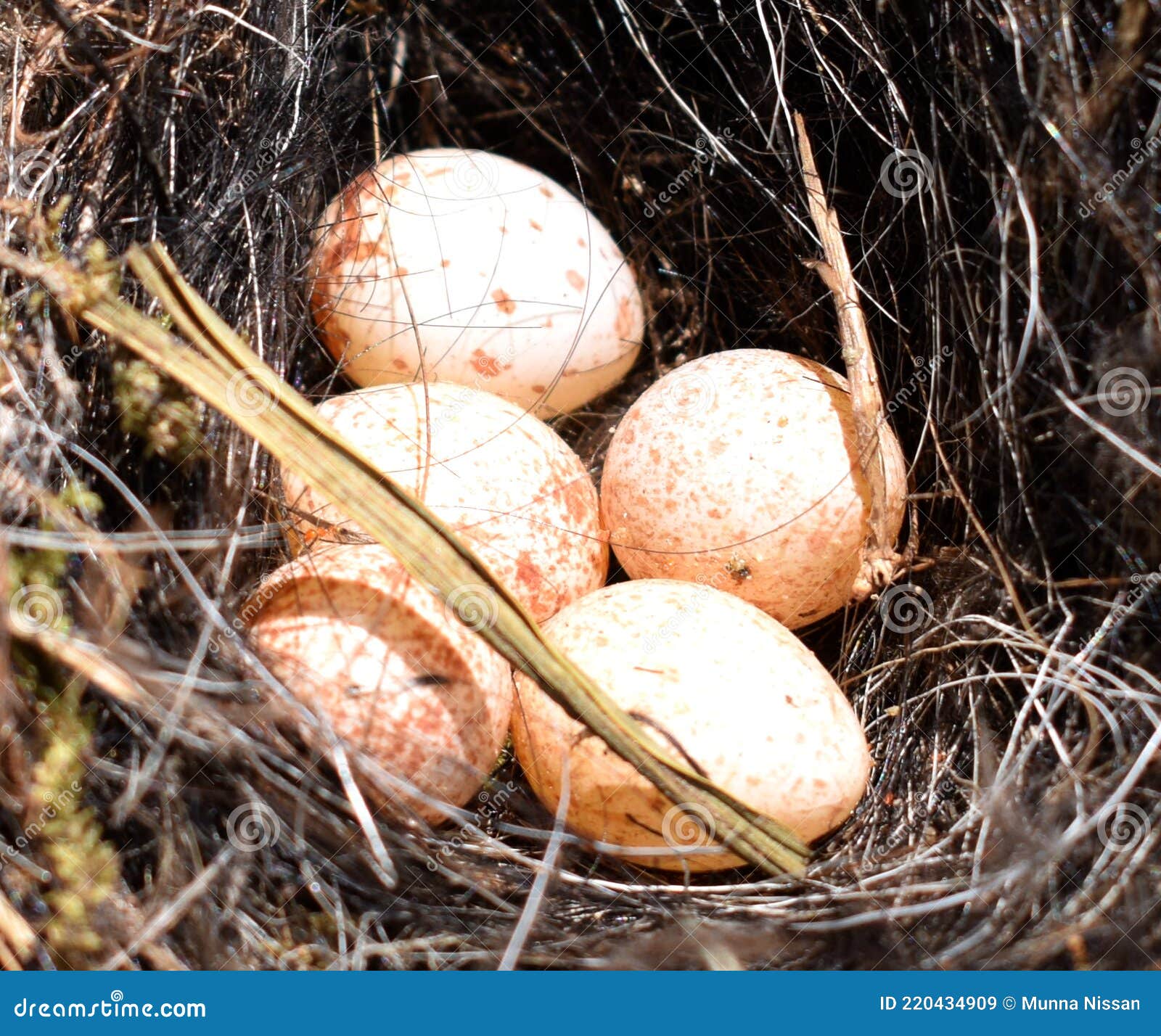 Hermoso Nido De Aves Con Huevo Imagen de archivo - Imagen de situado ...