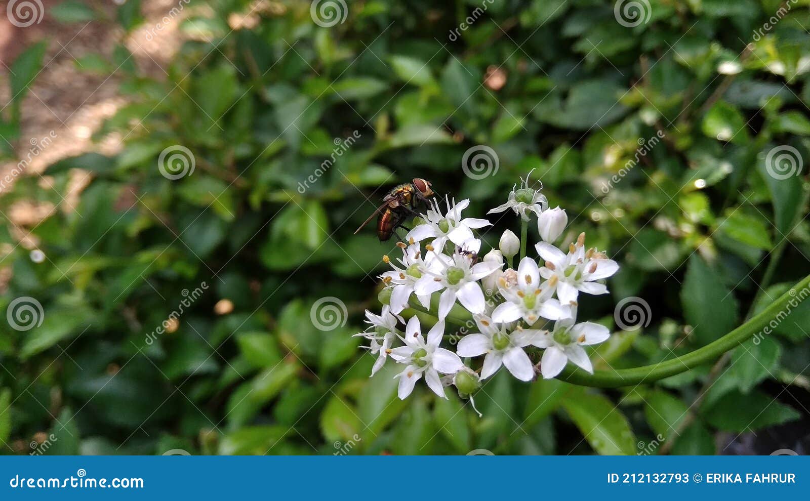 Hermosos Insectos Llenos De Colores Imagen de archivo - Imagen de ...