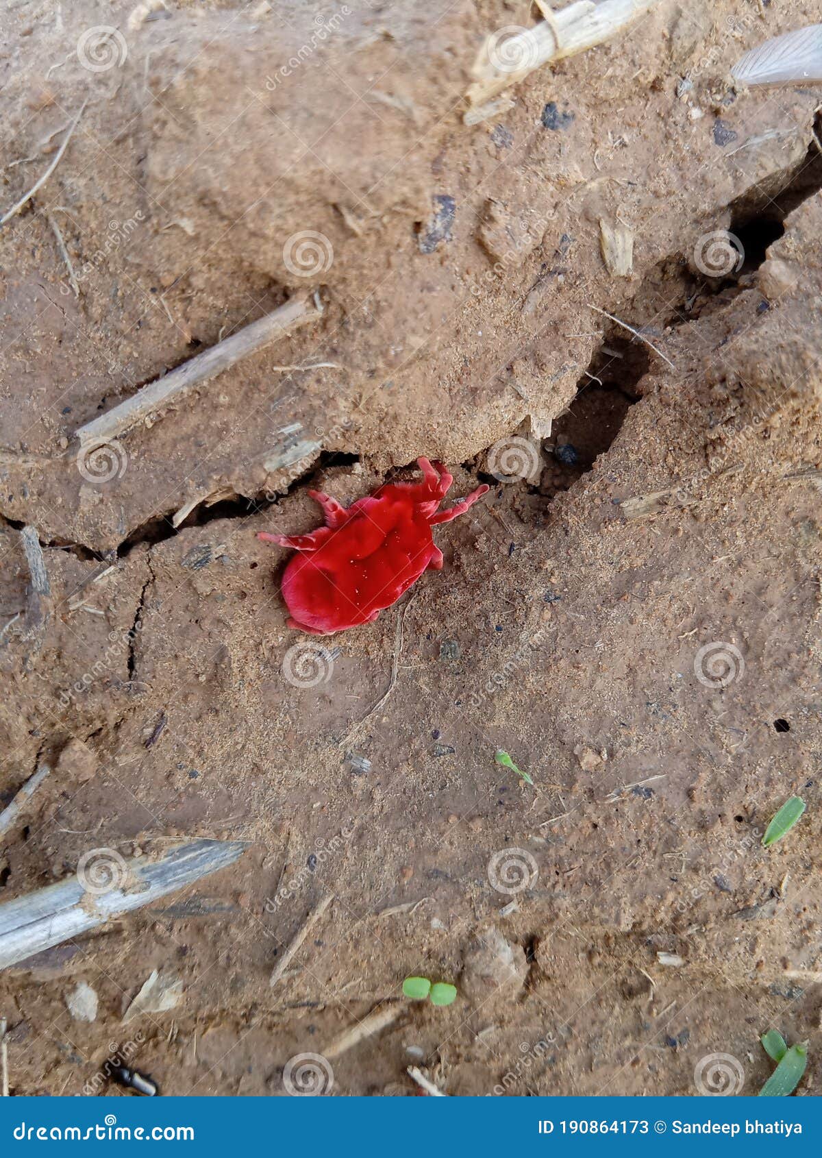 Hermosos Insectos Rojos Adorables Imagen de archivo - Imagen de rojo ...