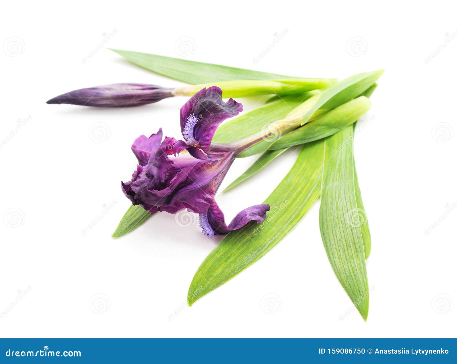 Hermosos iris morados foto de archivo. Imagen de pétalo - 159086750