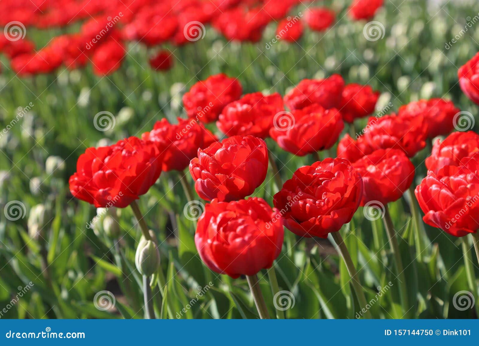 Hermosos tulipanes rojos foto de archivo. Imagen de parque - 157144750