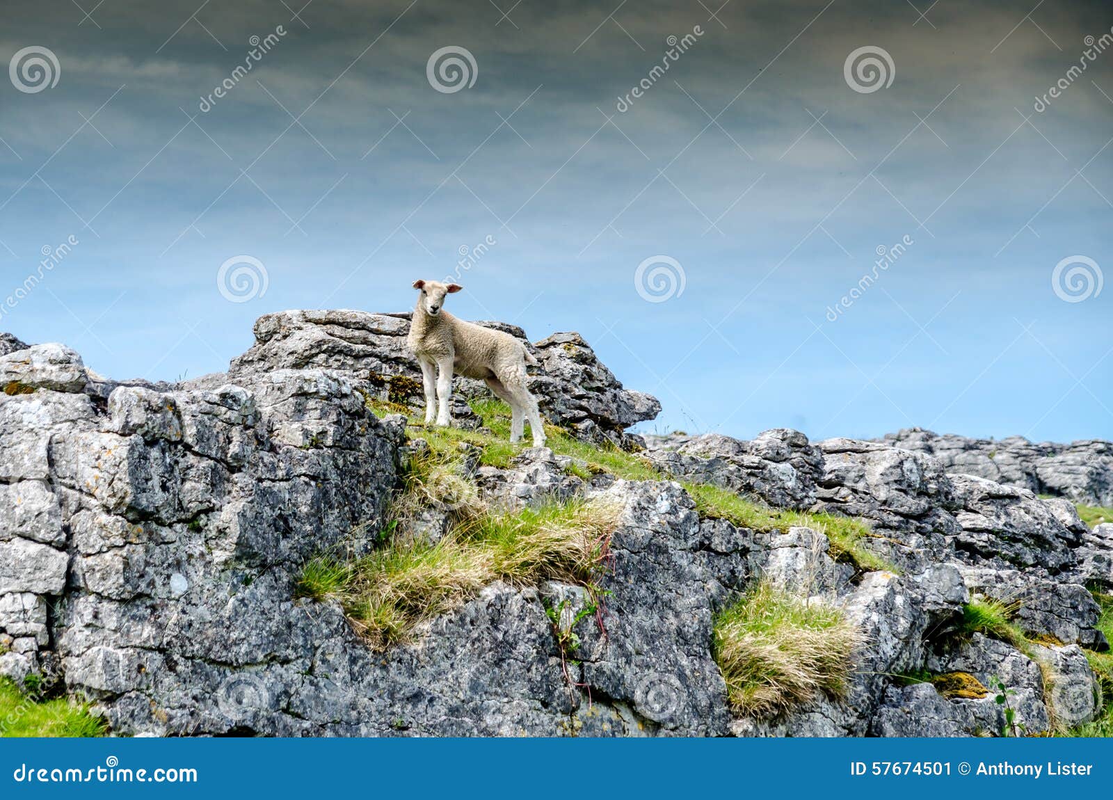 Heroic Sheep Standing on Rocks Stock Image - Image of sheep, lamb: 57674501