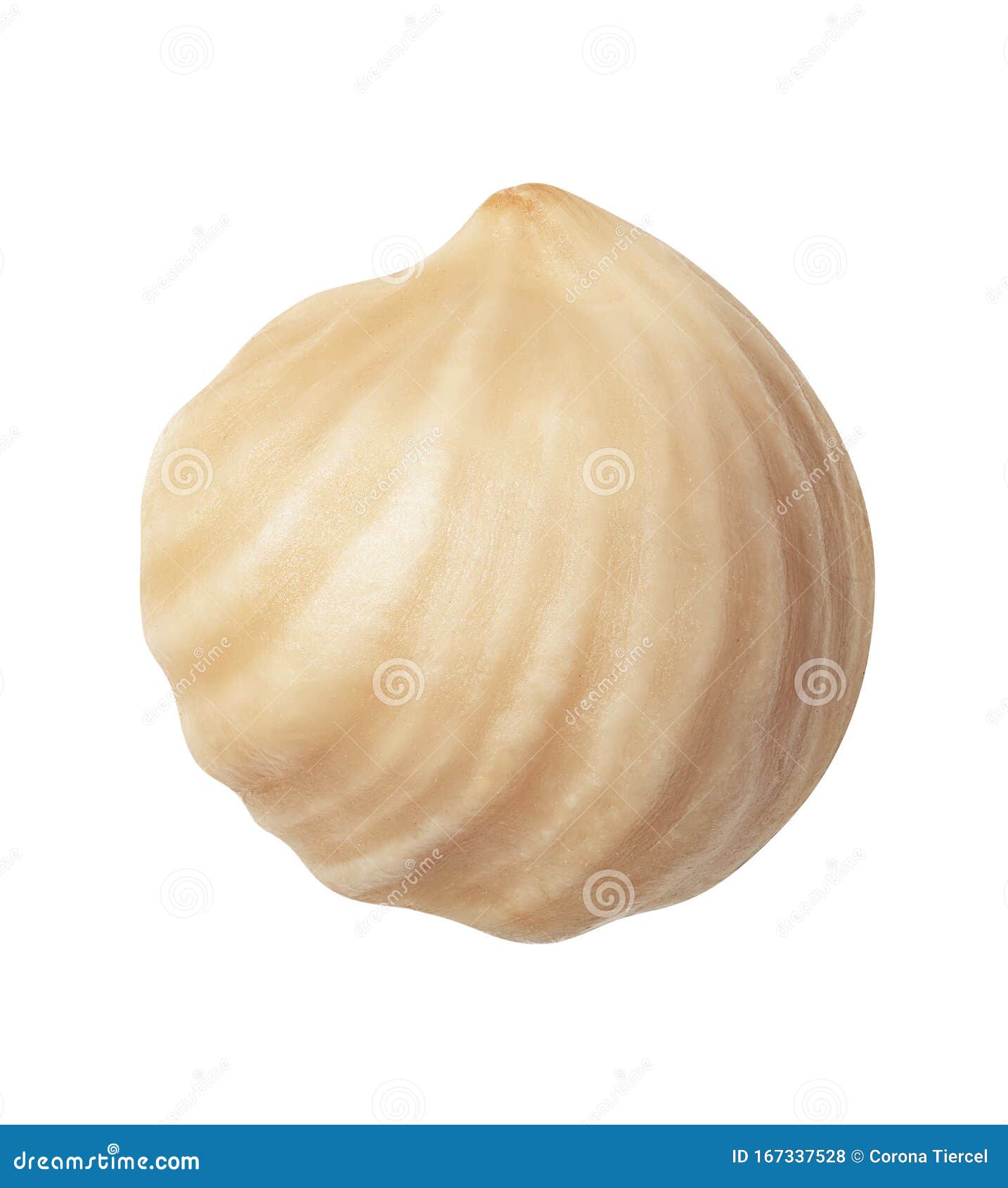 Single Hazelnut Isolated on White Background Stock Photo - Image of ...