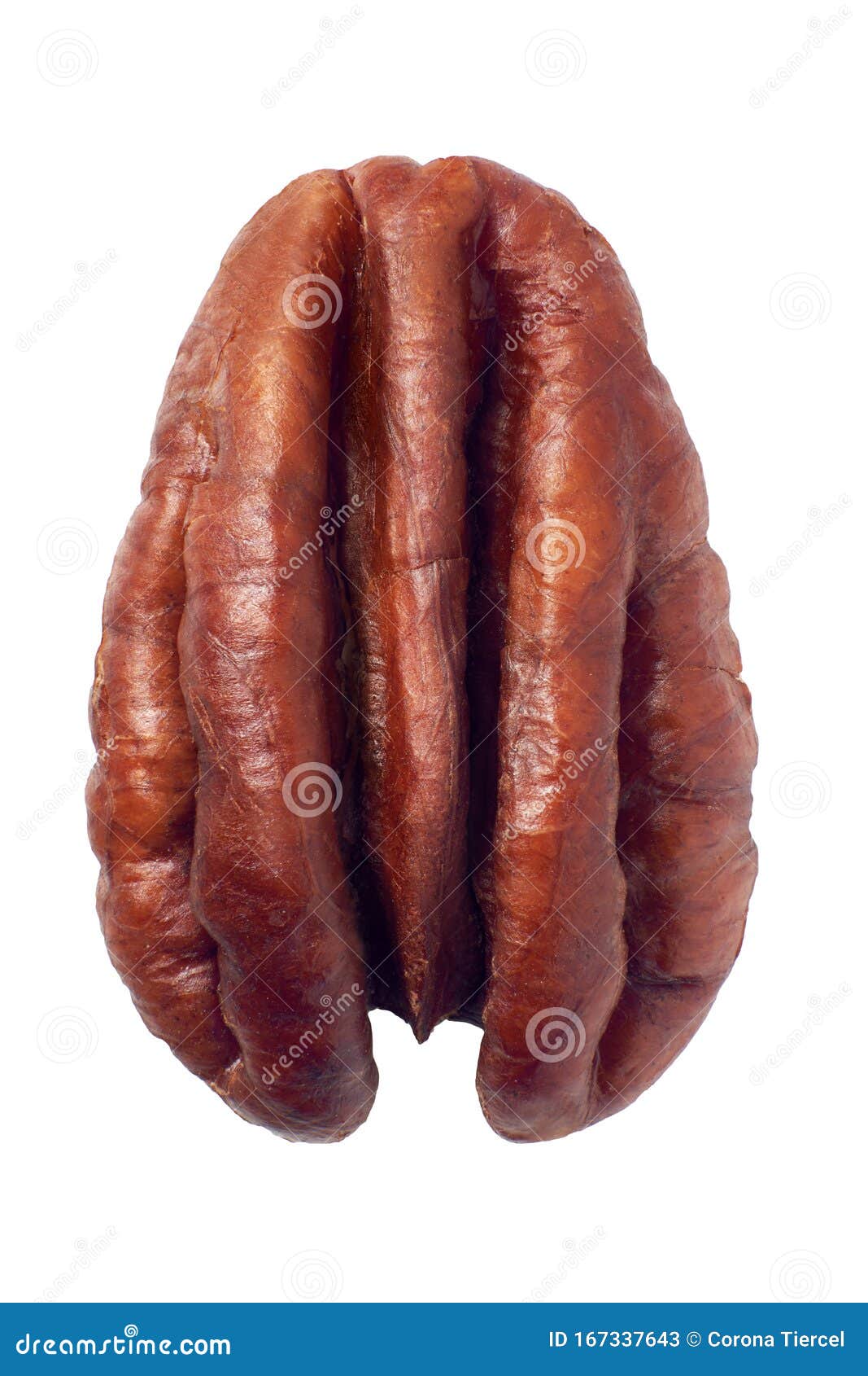 Single Pecan Nut Isolated on White Background Stock Image - Image of ...