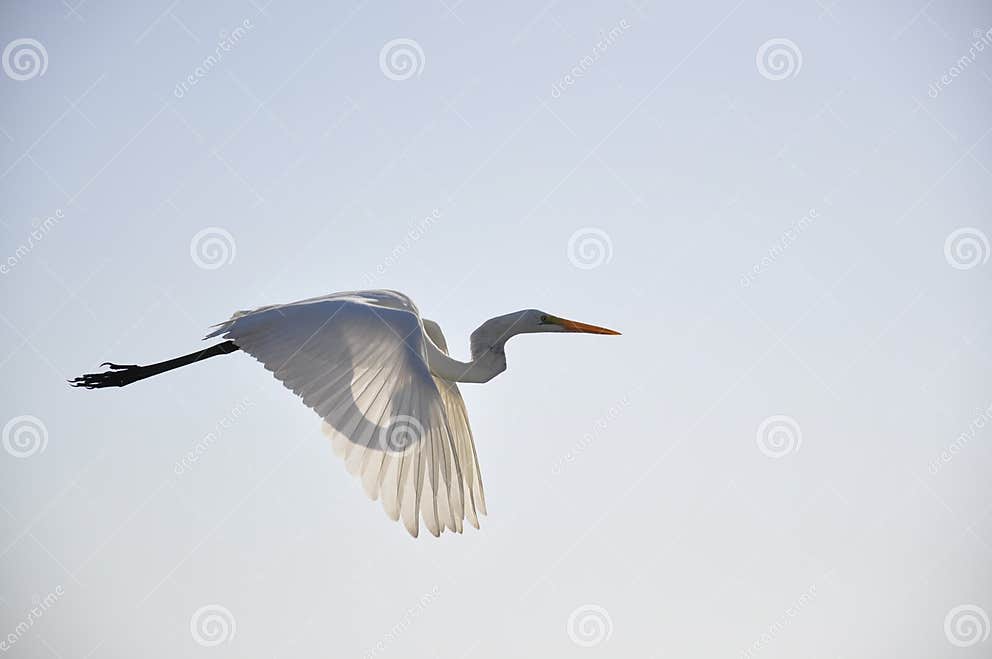 Heron stock photo. Image of herons, aves, volar, birds - 12355010