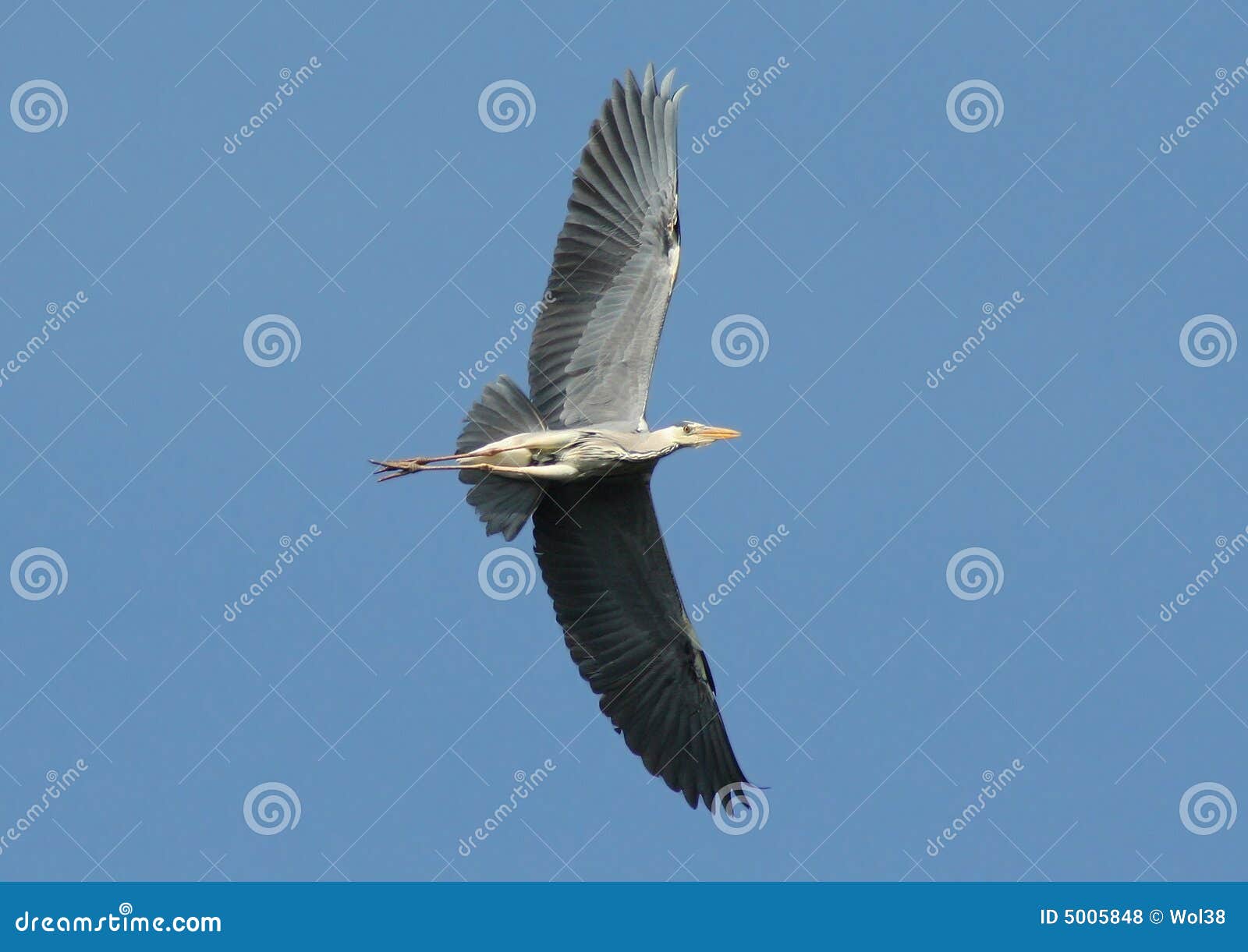 Heron stock photo. Image of nature, grey, heron, flight - 5005848