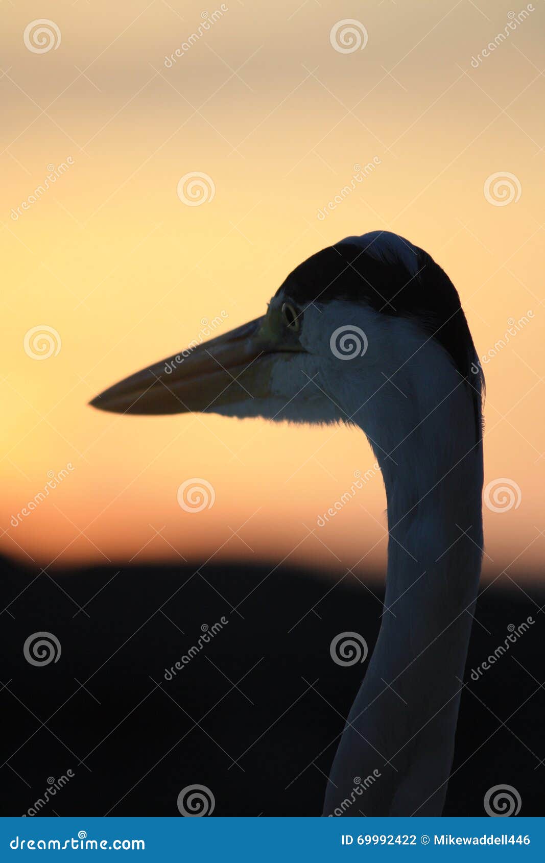 Heron against the sunset stock photo. Image of animal - 69992422