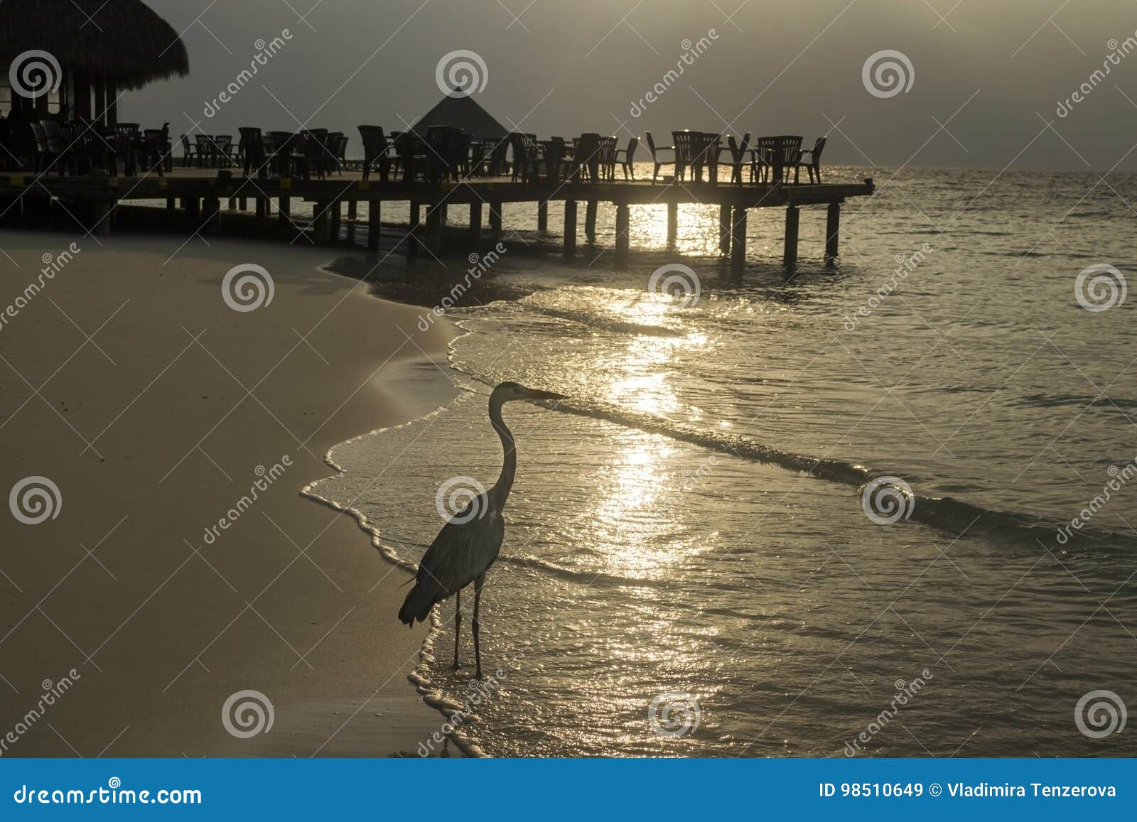 Heron on the Beach at Sunset Stock Image - Image of paradise, seaside ...