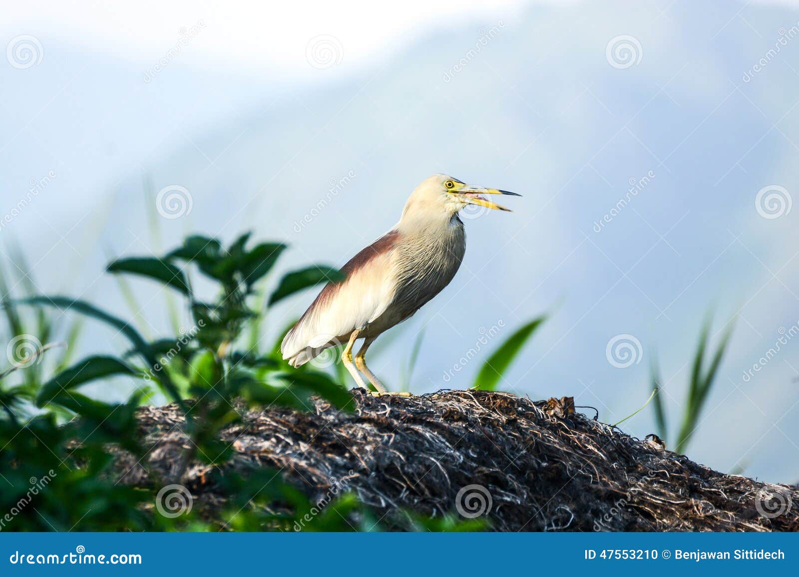 Heron Bird stock photo. Image of wild, green, natural - 47553210
