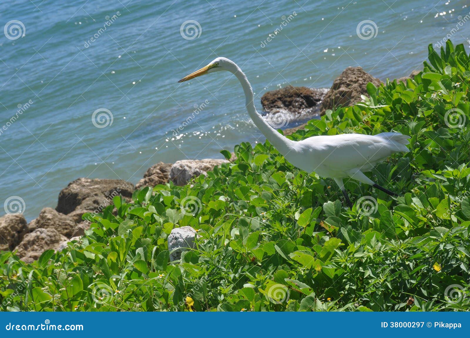 Heron; bird; Miami stock image. Image of great, miami - 38000297