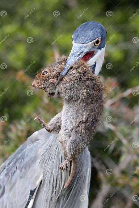 Heron Bird with Rat in Beak Stock Photo - Image of african, eyes: 11789114