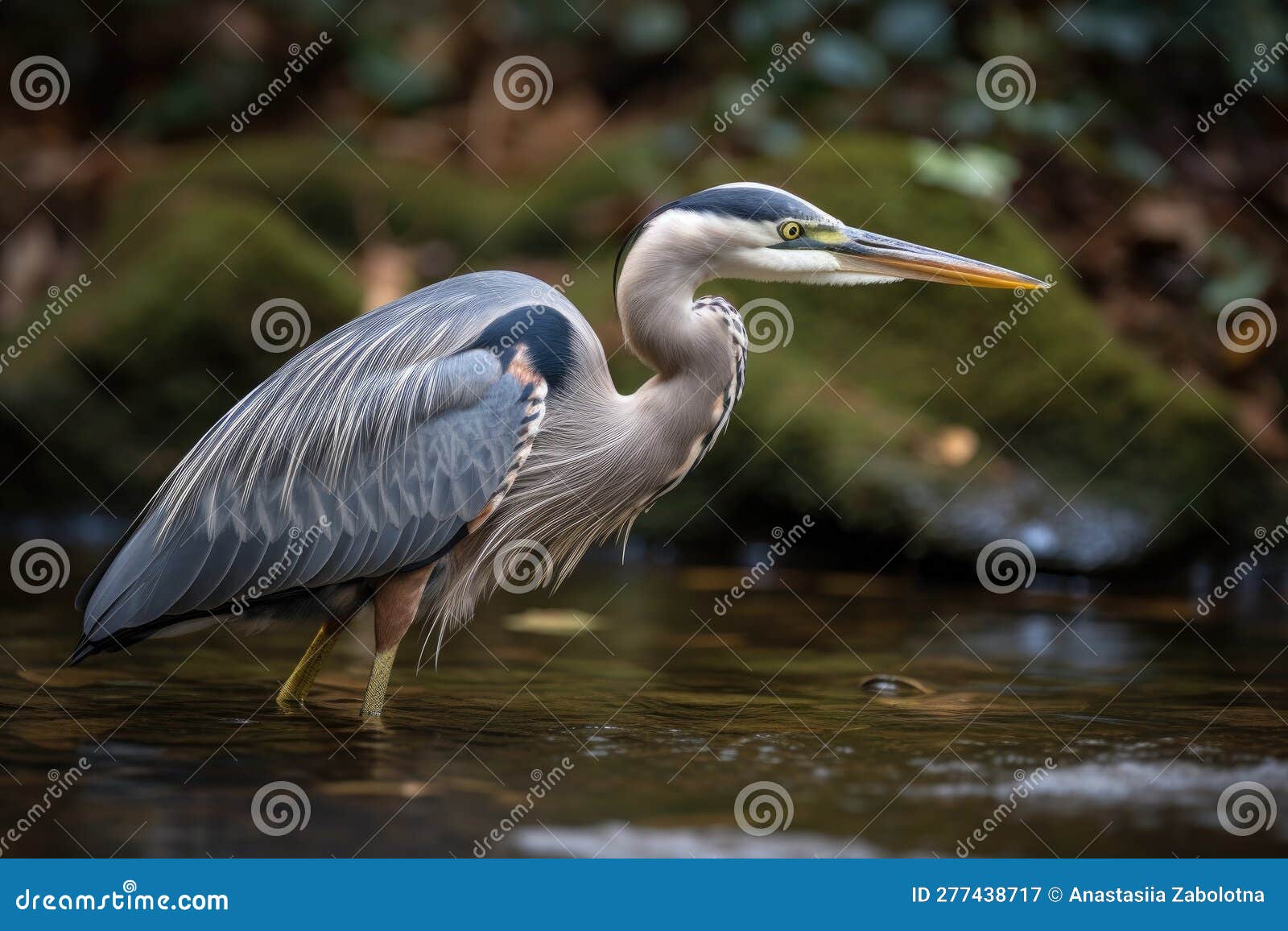 Heron Bird Wading through a Shallow Stream. Generative AI Stock ...