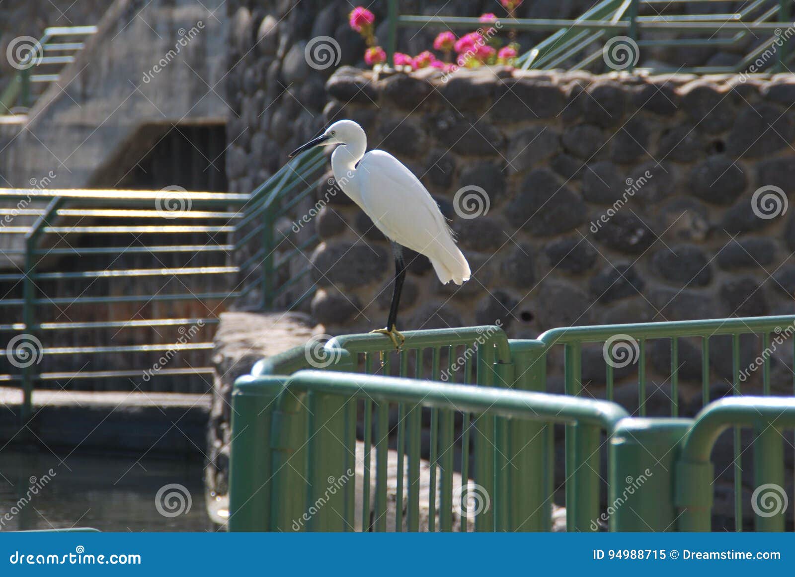 Heron stock image. Image of water, river, plants, stones - 94988715