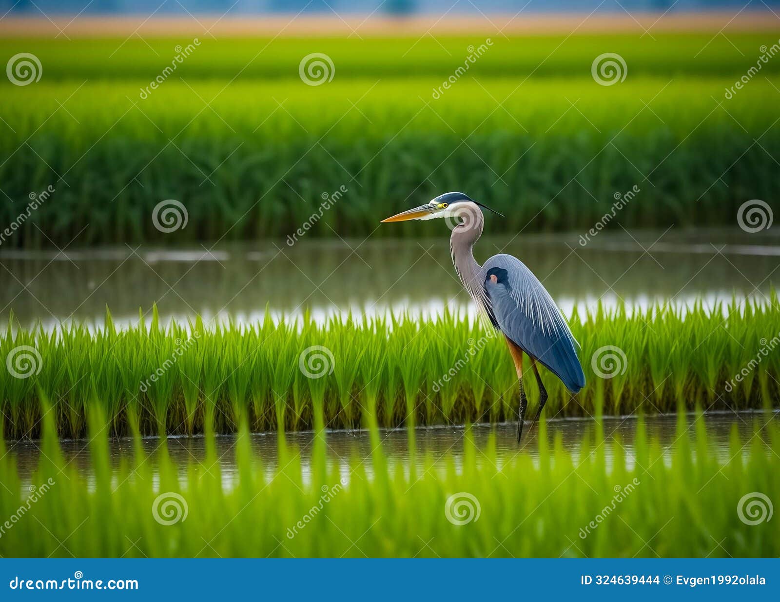 Heron Birds Feeding in Rice Fields. Generative AI Stock Illustration ...