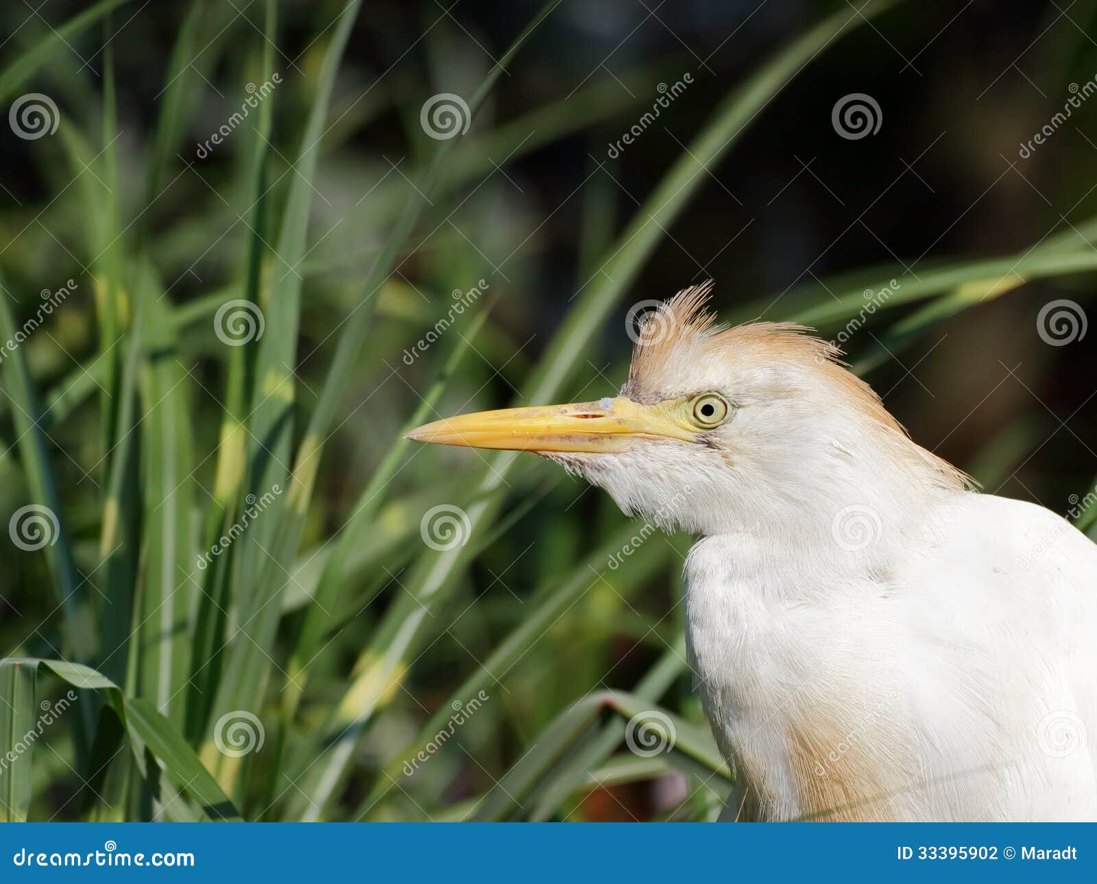 Heron Cattle Egret Protrait Stock Photo - Image of blades, feather ...