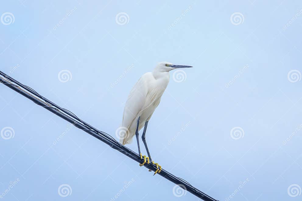 Heron, Cattle Egret on the Wire of the Light Stock Photo - Image of ...