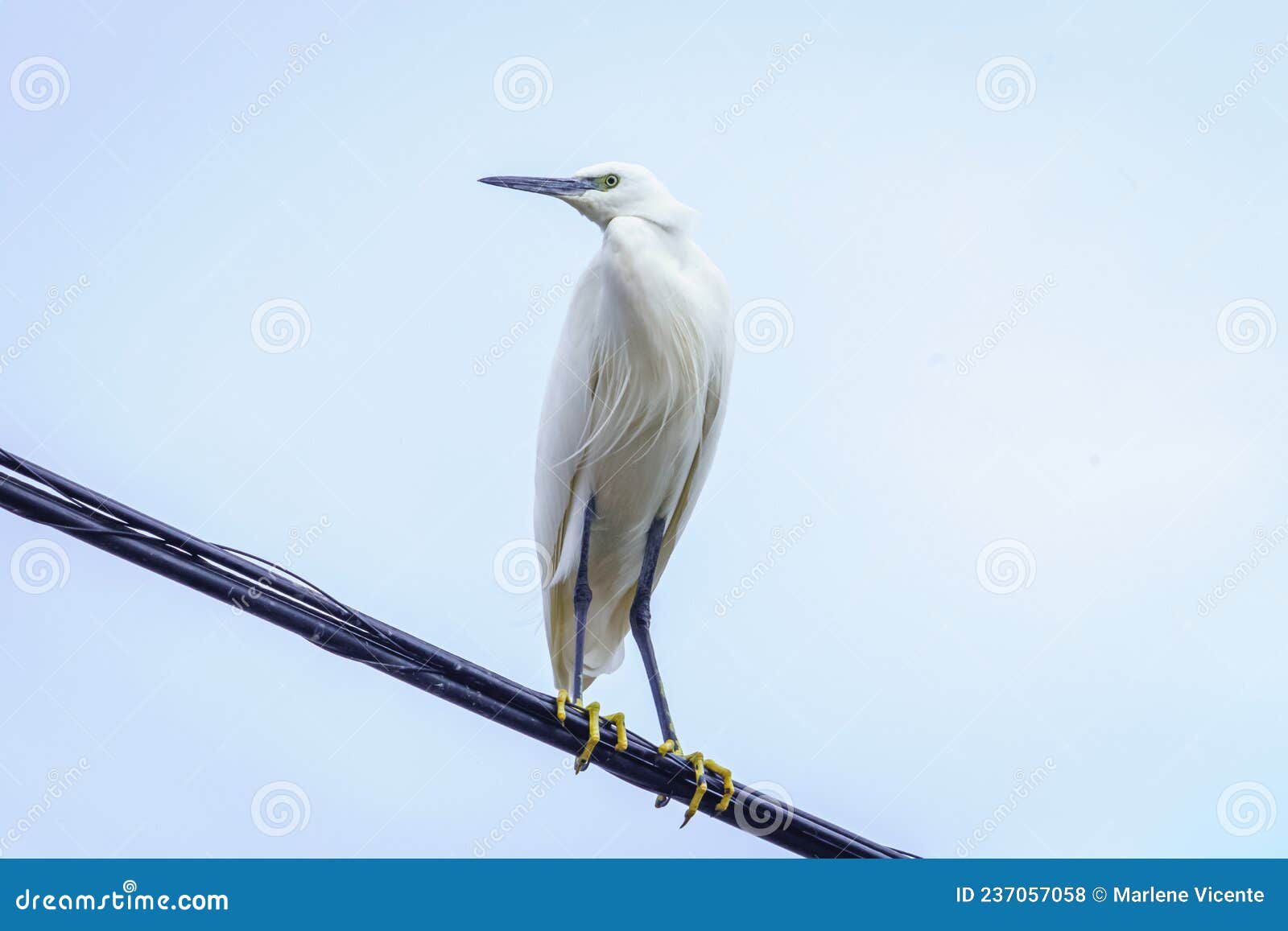 Heron, Cattle Egret on the Wire of the Light Stock Photo - Image of ...