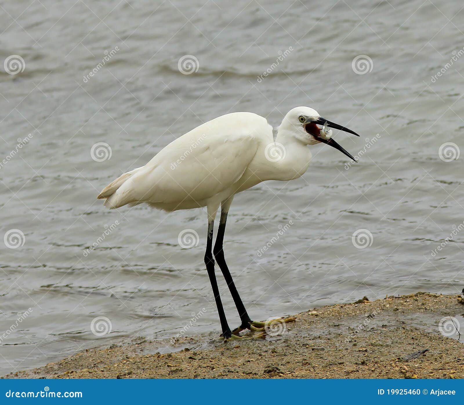 Heron eating a fish stock photo. Image of egret, pond - 19925460