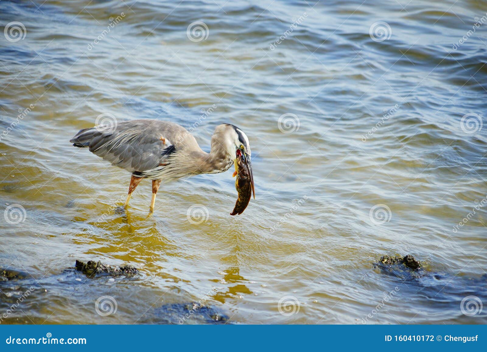 Heron is eating fish stock photo. Image of heron, central - 160410172