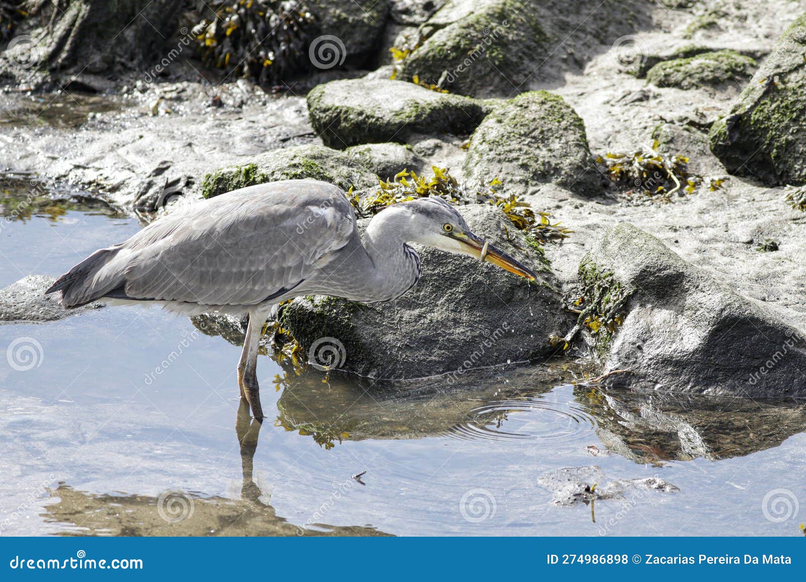 Heron eating a small eel stock photo. Image of bird - 274986898