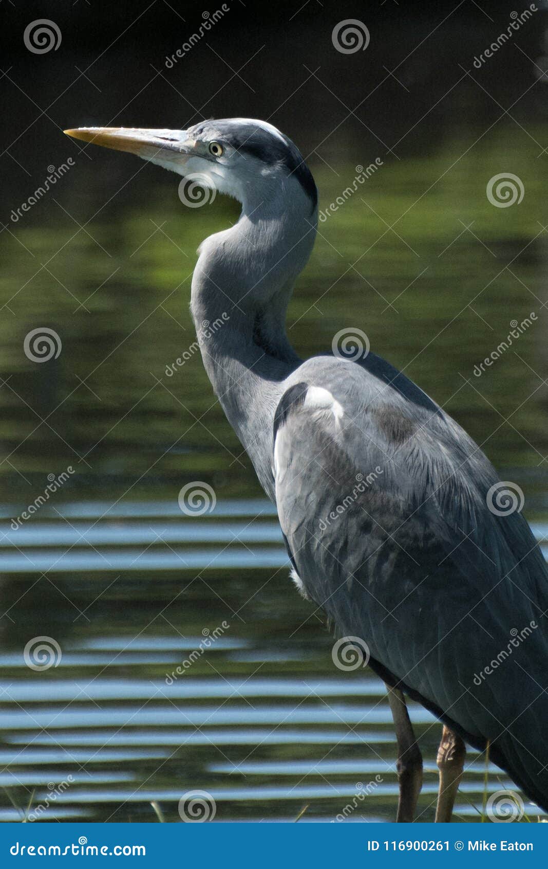 Heron at the Edge of a Stream Stock Image - Image of background, nature ...