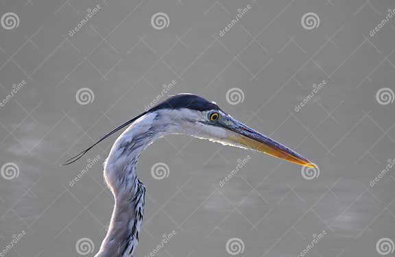 Heron face stock image. Image of active, bird, nature - 136506147