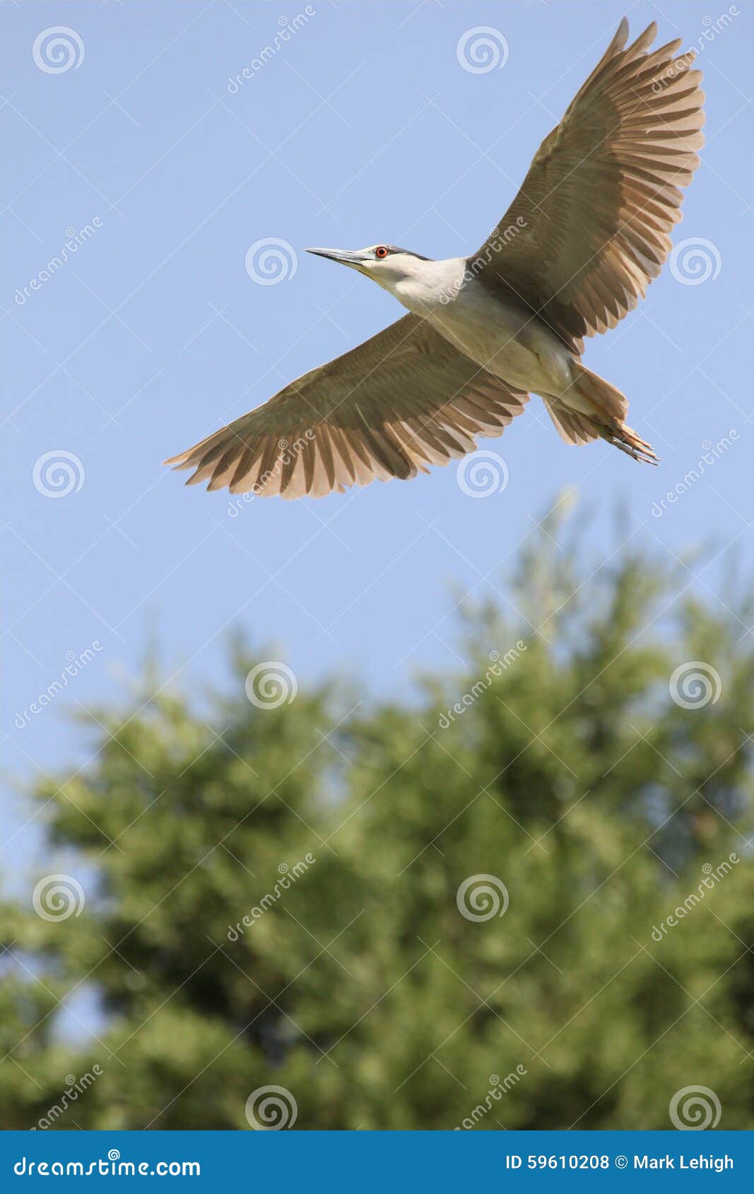 Heron in flight stock photo. Image of agile, feather - 59610208