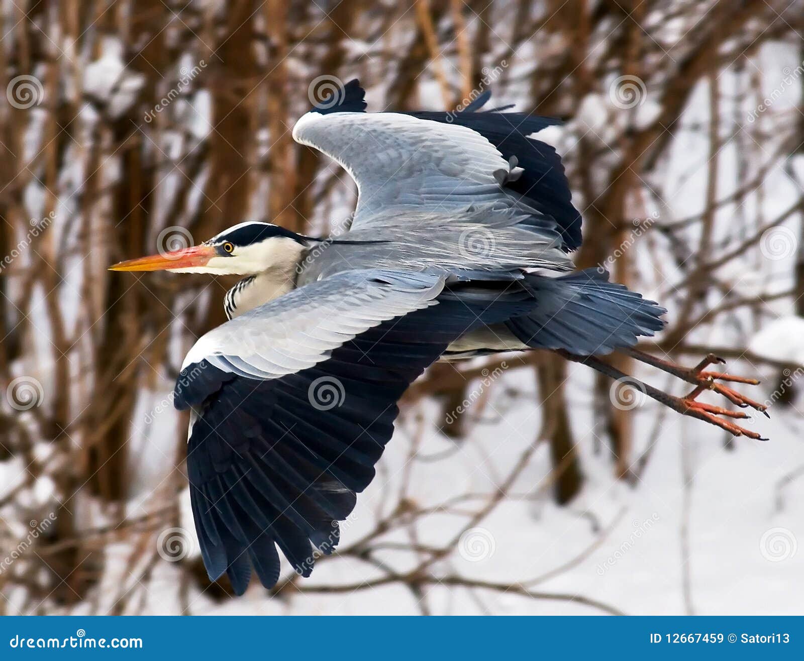 Heron flying stock image. Image of heron, bird, wading - 12667459