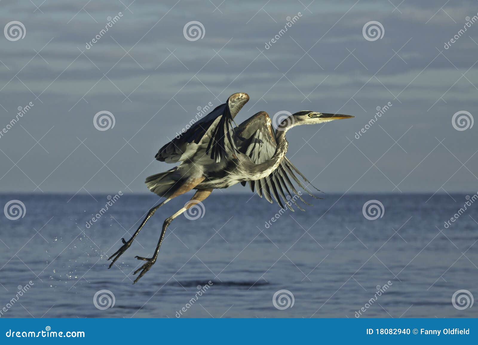 Heron flying stock photo. Image of spirituality, midair - 18082940