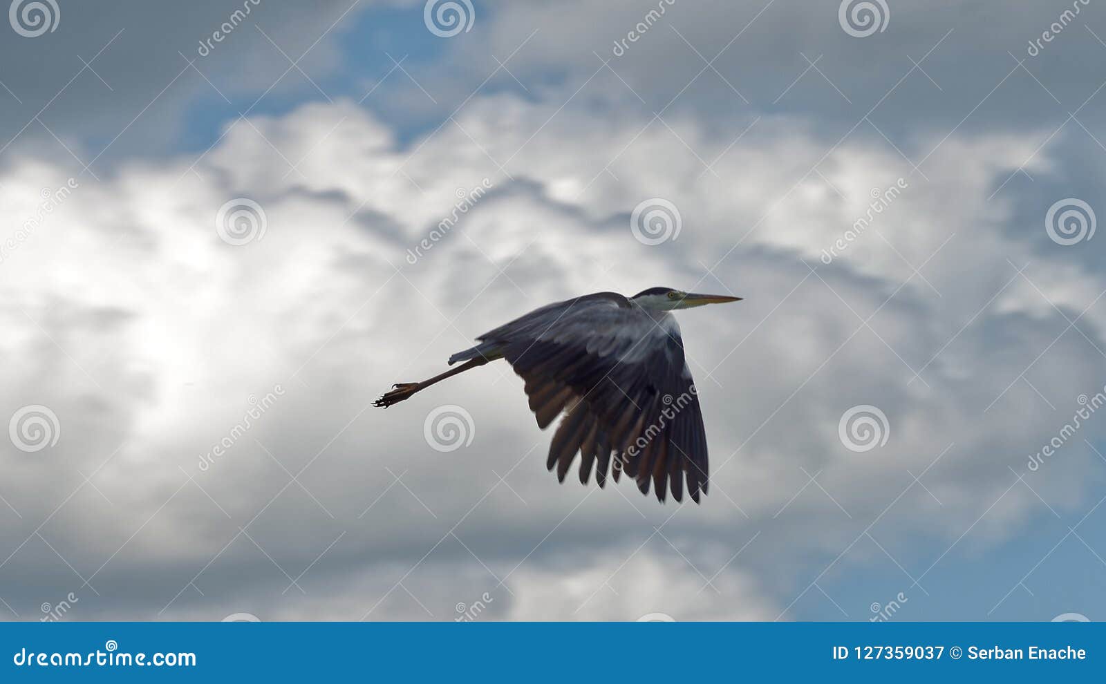Heron flying stock image. Image of clouds, wildlife - 127359037