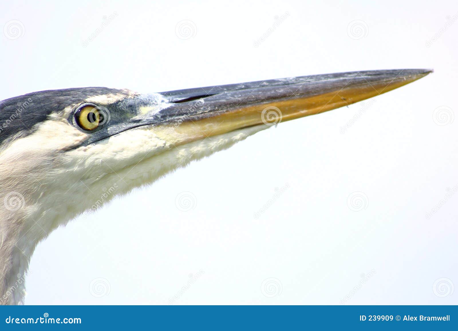 Heron Head stock image. Image of hunter, pointy, bird, purple - 239909