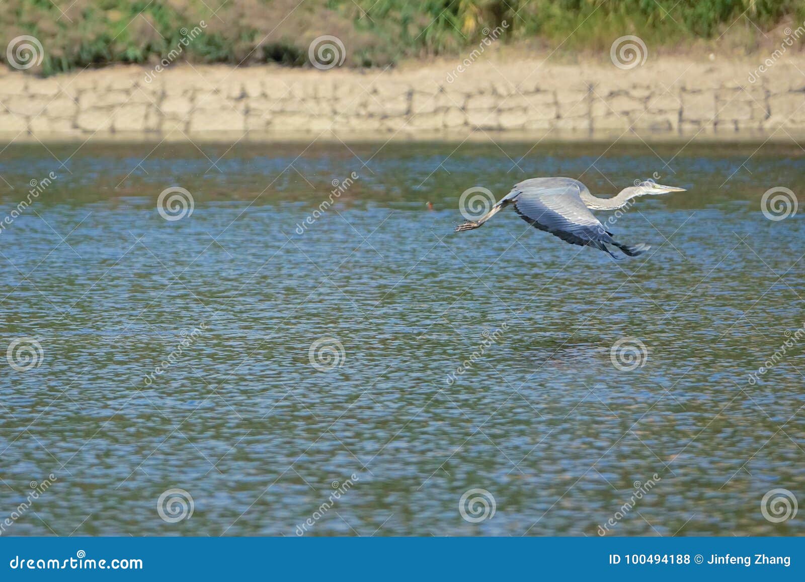 Heron stock photo. Image of hern, river, wetland, water - 100494188