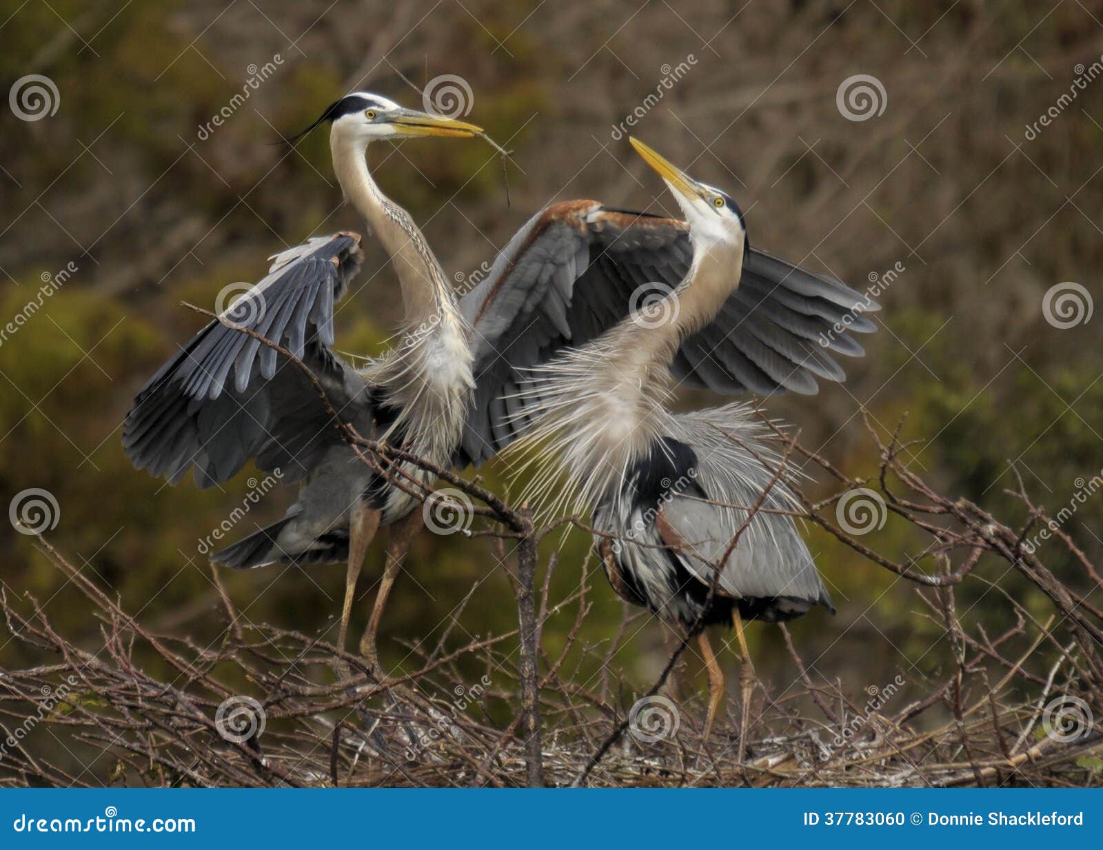 Heron Hug stock photo. Image of outdoors, tropical, nature - 37783060