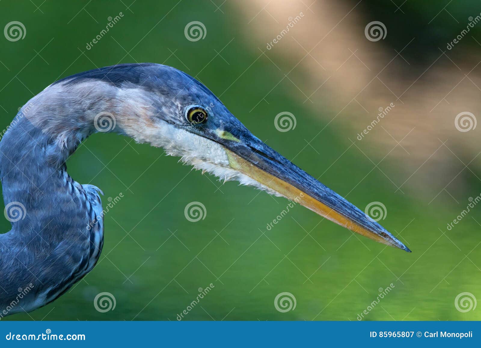 Heron Hunting stock image. Image of gosling, young, wild - 85965807