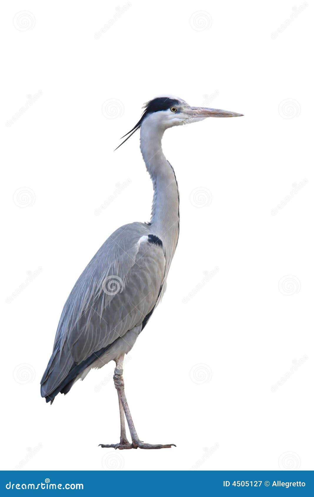 Heron isolated stock image. Image of bird, water, sharp - 4505127