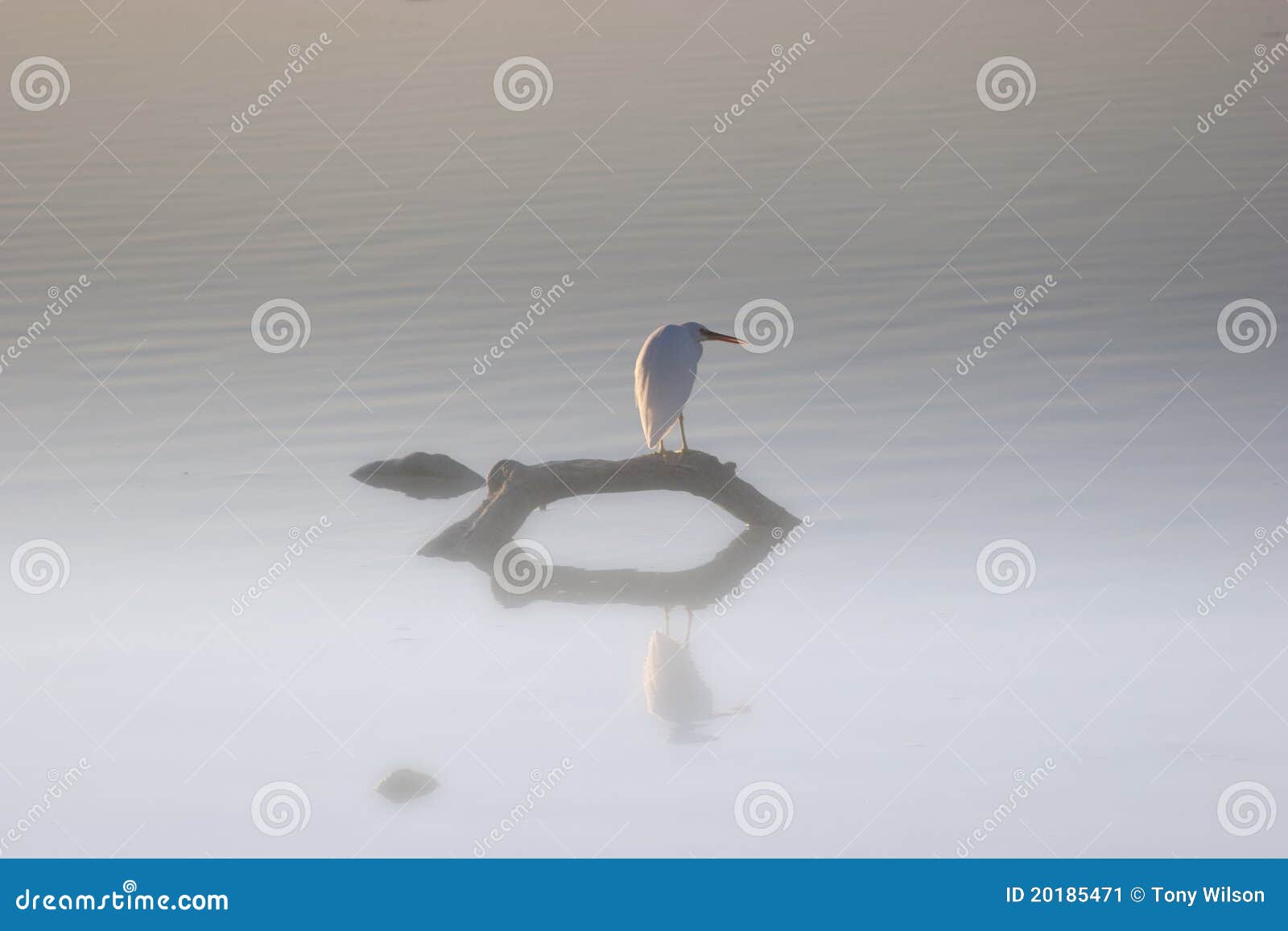 Heron in the Mist stock image. Image of wildlife, scene - 20185471