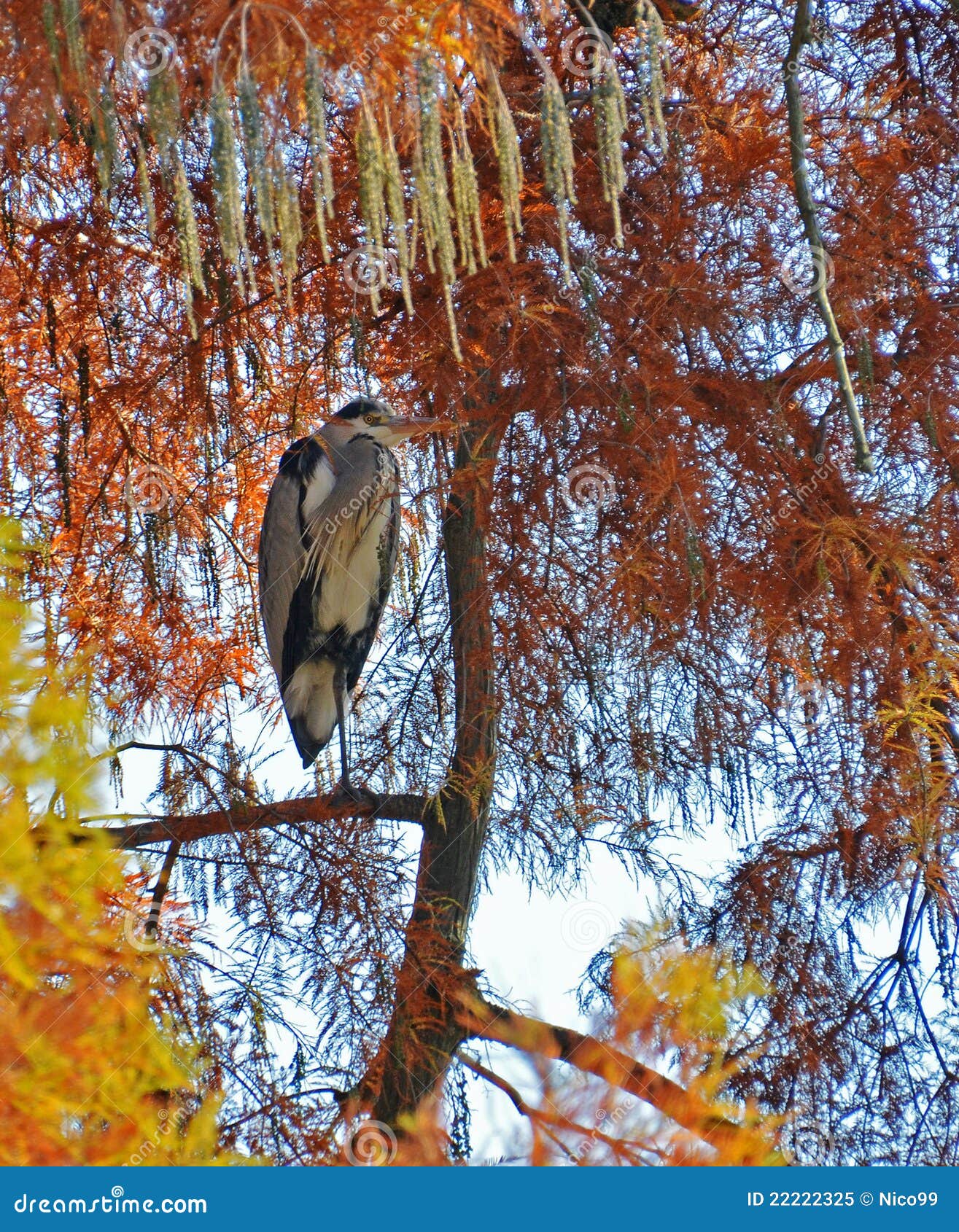 Heron perched on the tree stock image. Image of foliage - 22222325