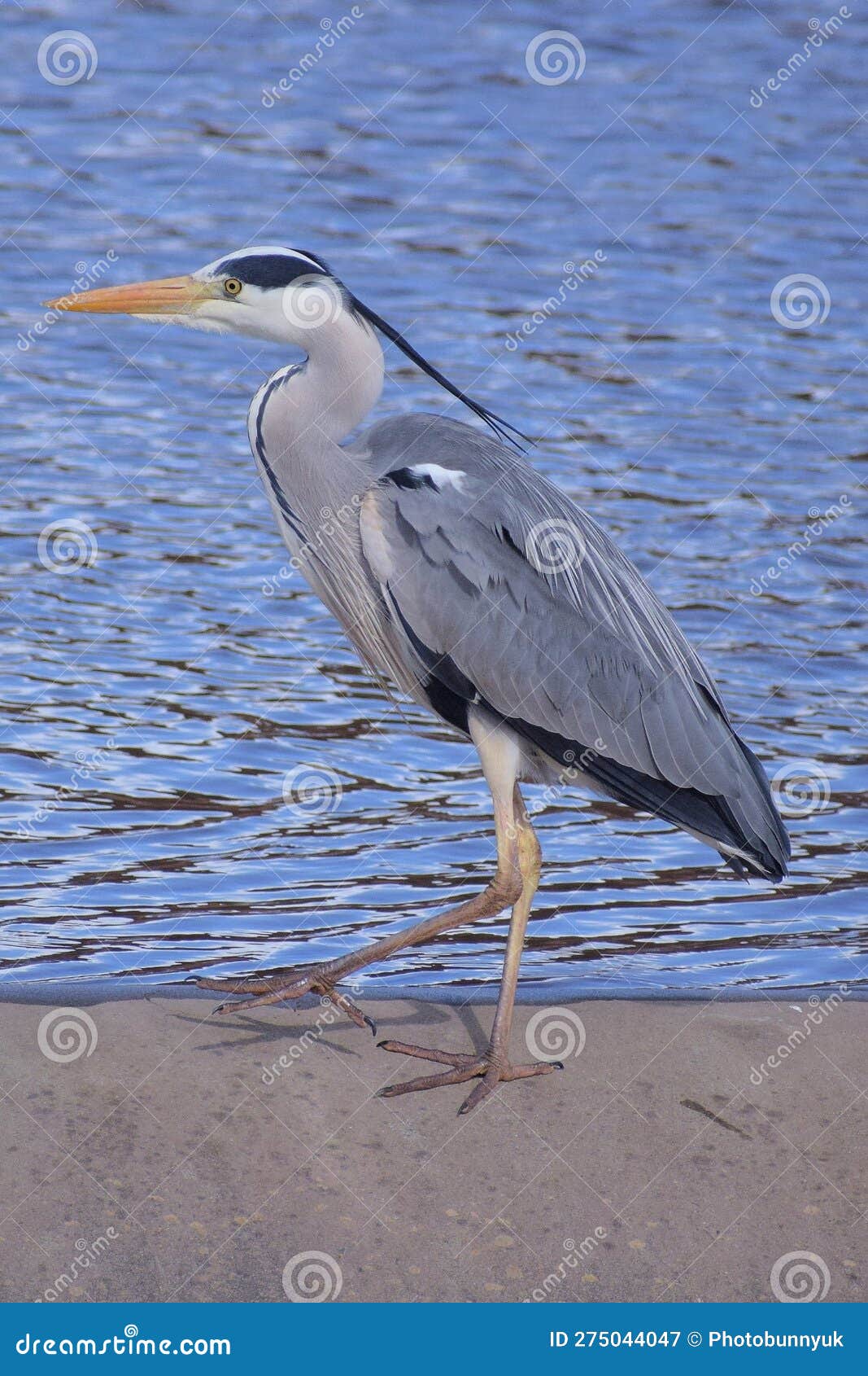 A Heron Photographed on the Exe River in Exeter, Devon Stock Image ...