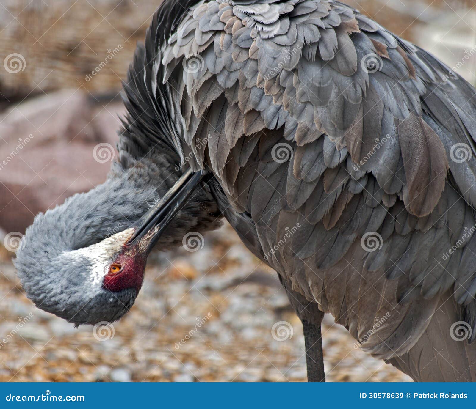 Heron preening stock image. Image of bird, waterfowl - 30578639