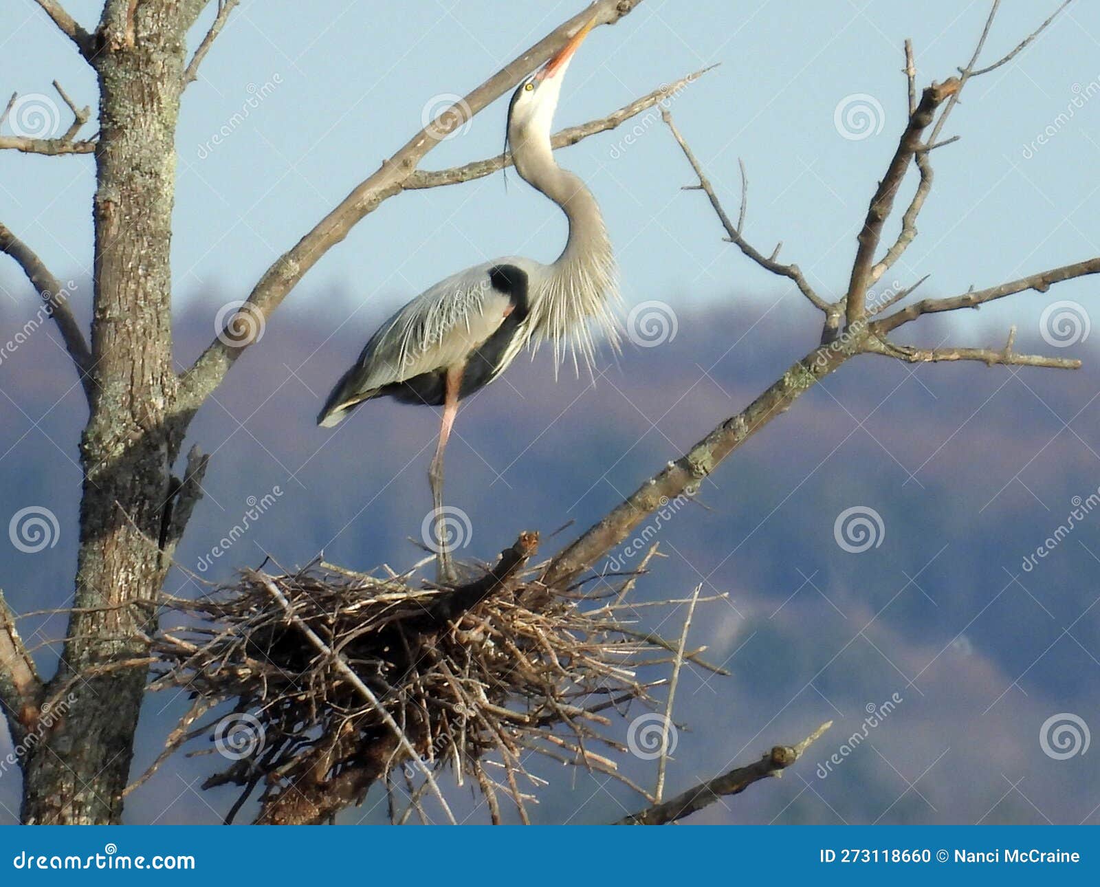 Great Blue Heron Reaching Head To Sky in Mating Ritual Stock Photo ...
