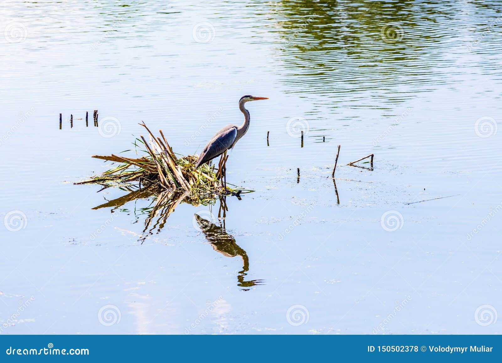 Heron on the River. the Reflection of the Heron in the Water_ Stock ...