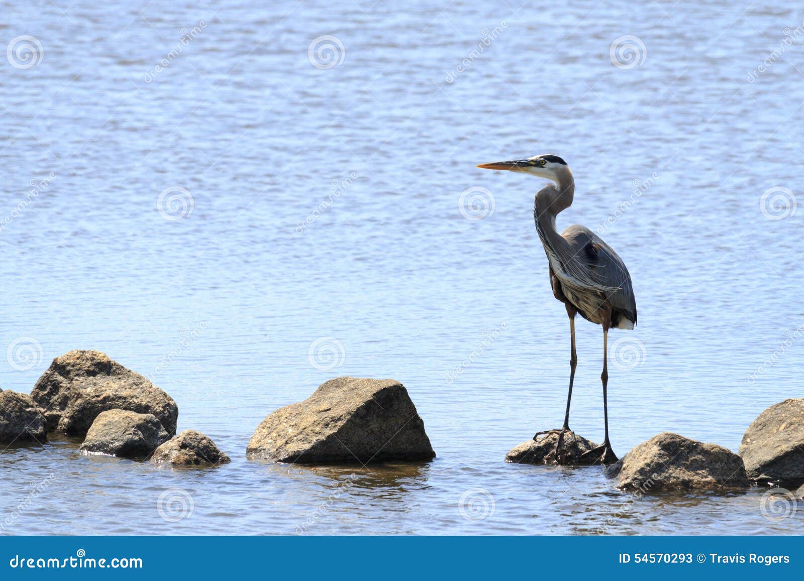 Heron on the Rocks stock image. Image of surface, boulders - 54570293