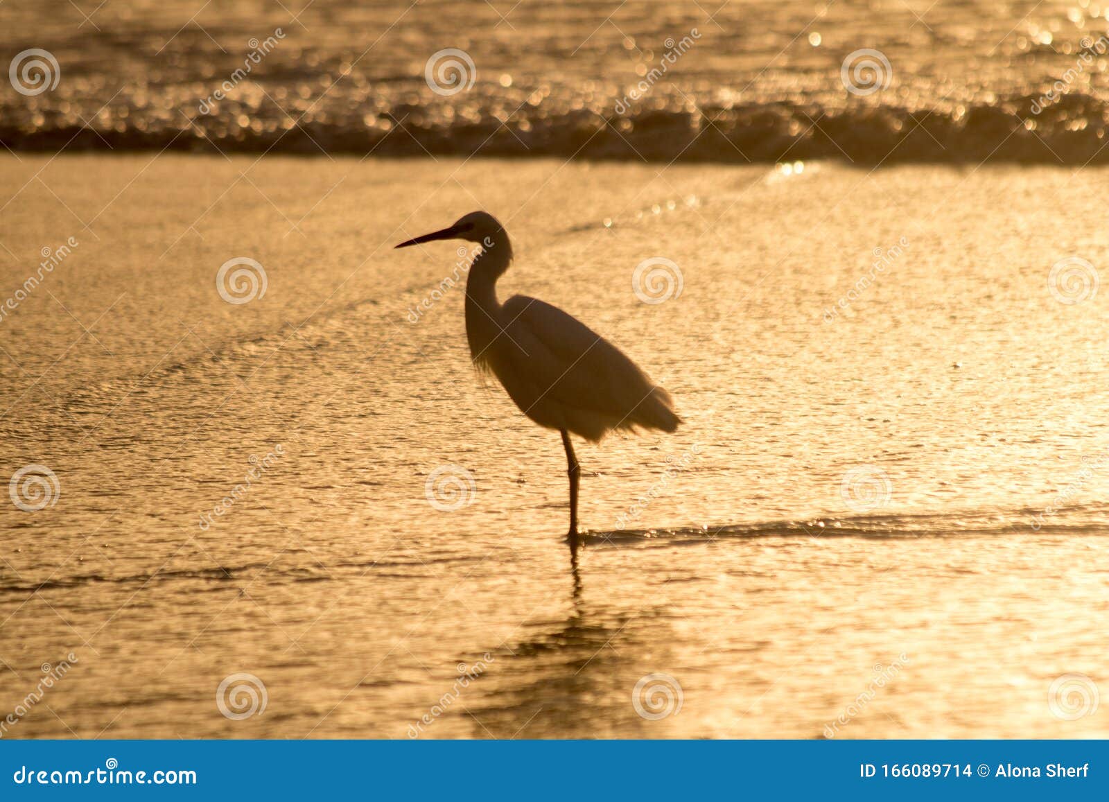 A heron at sea at sunset stock photo. Image of wild - 166089714
