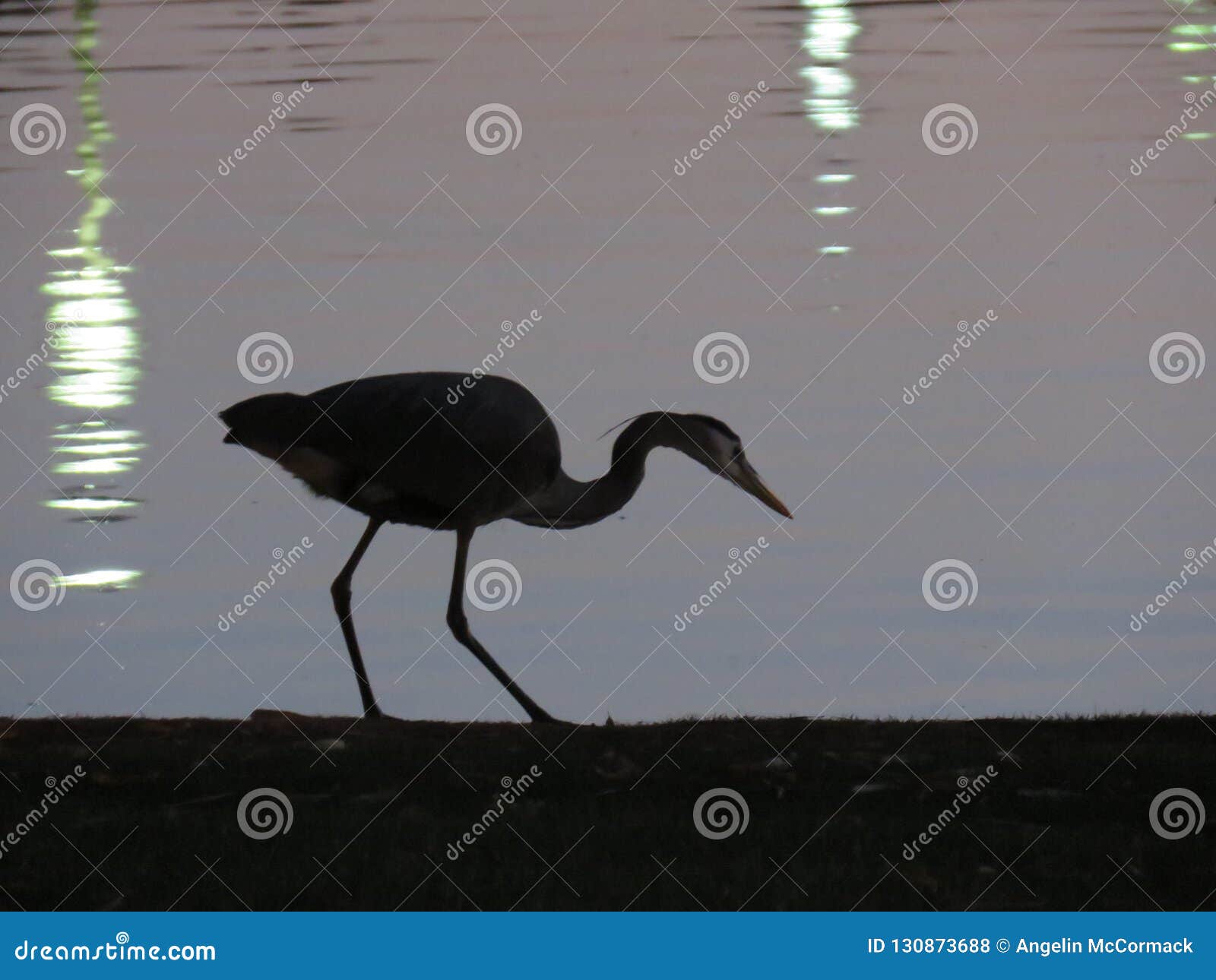 Heron stock photo. Image of heron, light, lake, morning - 130873688