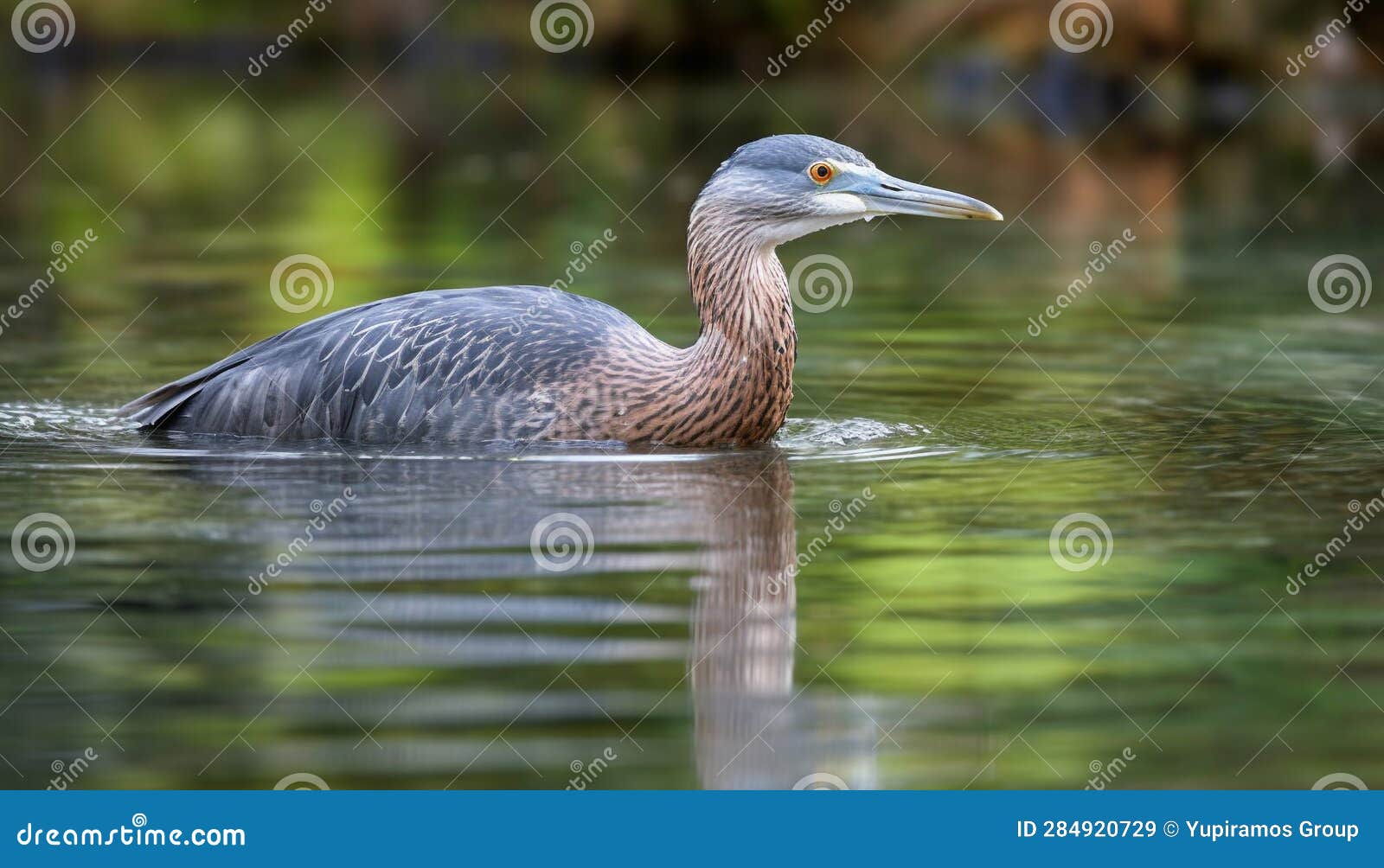 A Heron Stands in the Pond, Its Beak Focused on Fishing Generated by AI ...