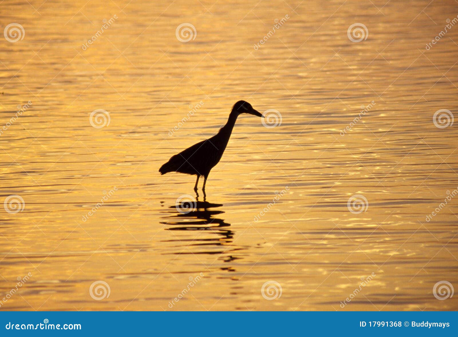 Heron at sunset stock photo. Image of marsh, calm, natural - 17991368