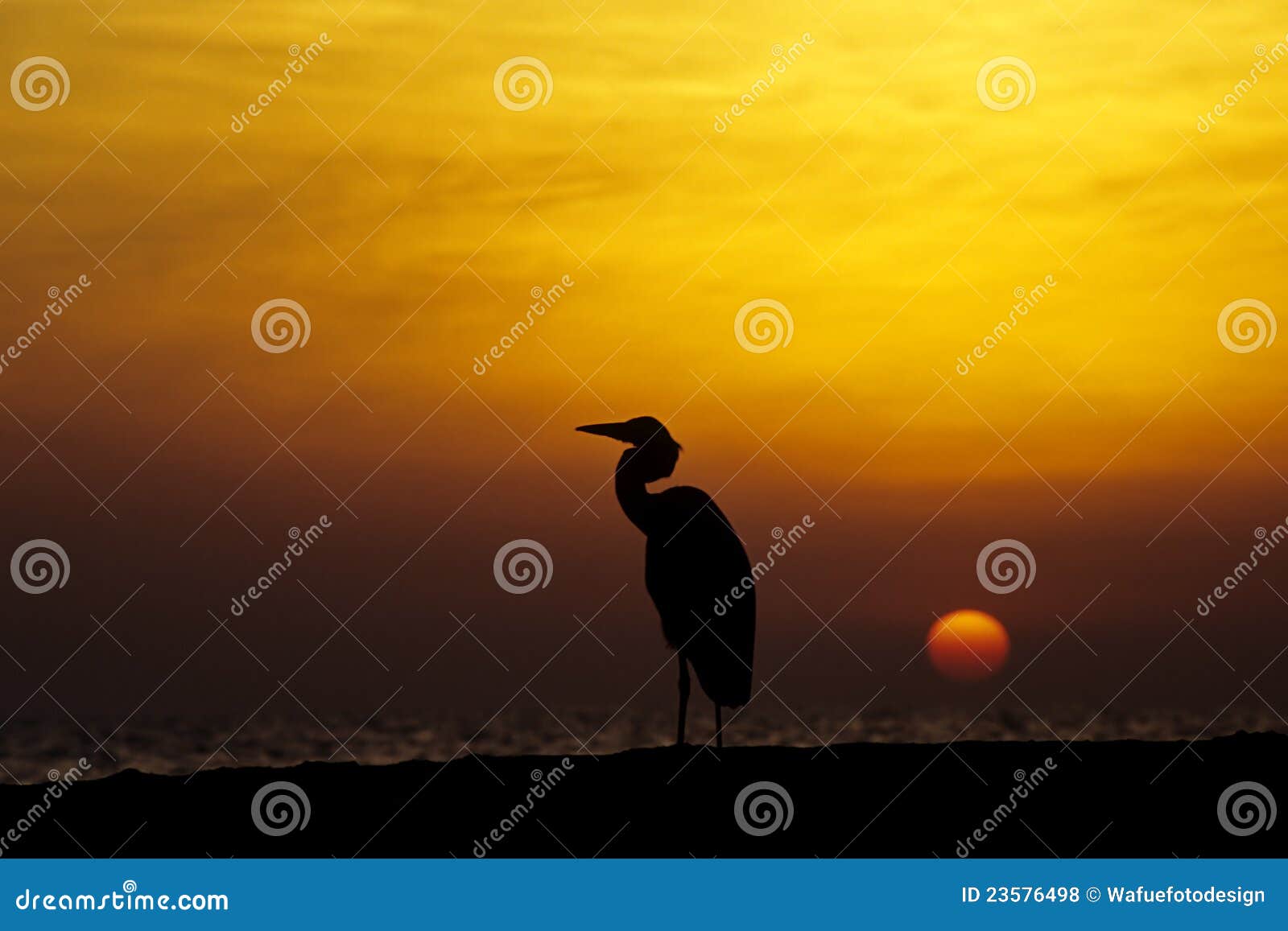 Heron in Sunset stock photo. Image of beak, sunrise, evening - 23576498