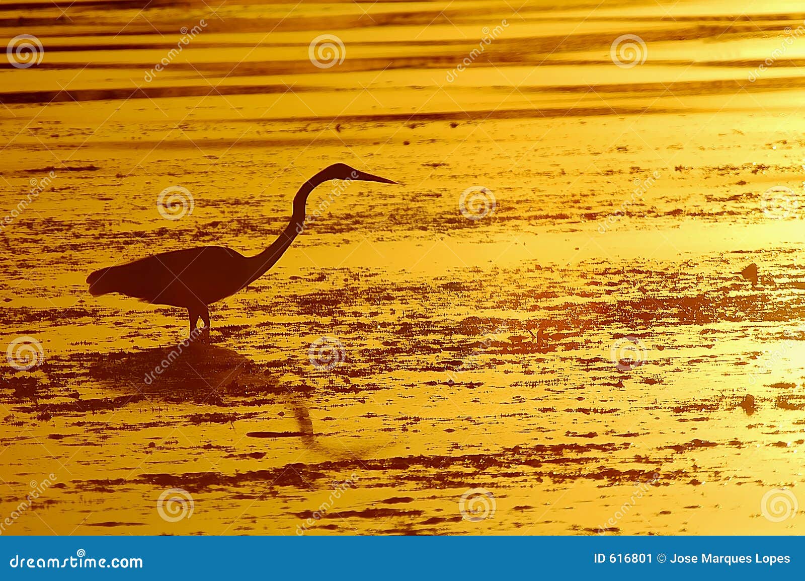 Heron in the sunset stock image. Image of nature, field - 616801