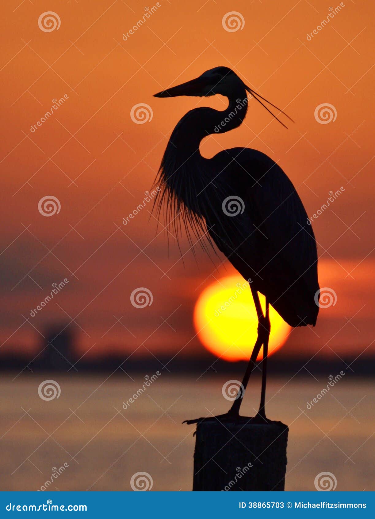 Heron at Sunset stock image. Image of orange, birds, sunrise - 38865703