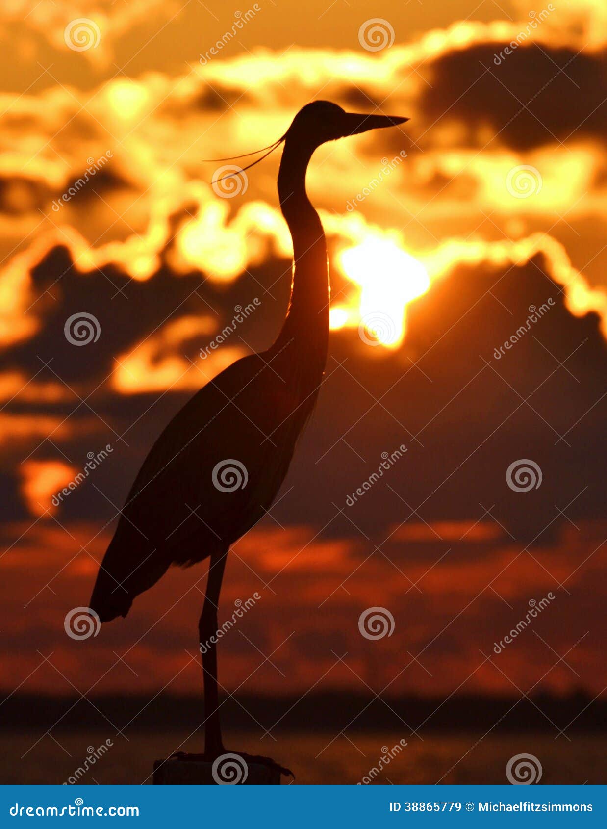 Heron at Sunset stock image. Image of sunset, wildlife - 38865779